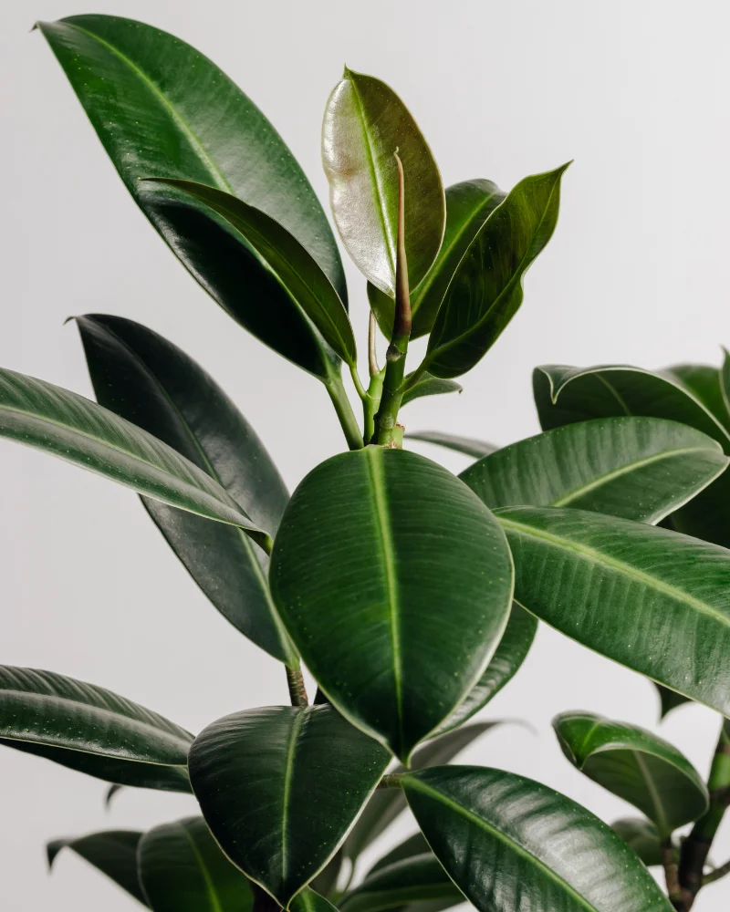 11 Eco-Friendly Air-Purifying Houseplants (NASA-approved!) - Toxic Free ...